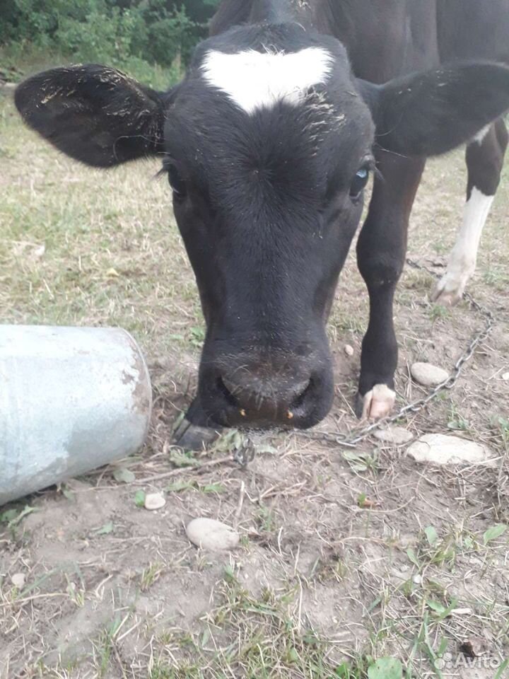 Быки и тёлки