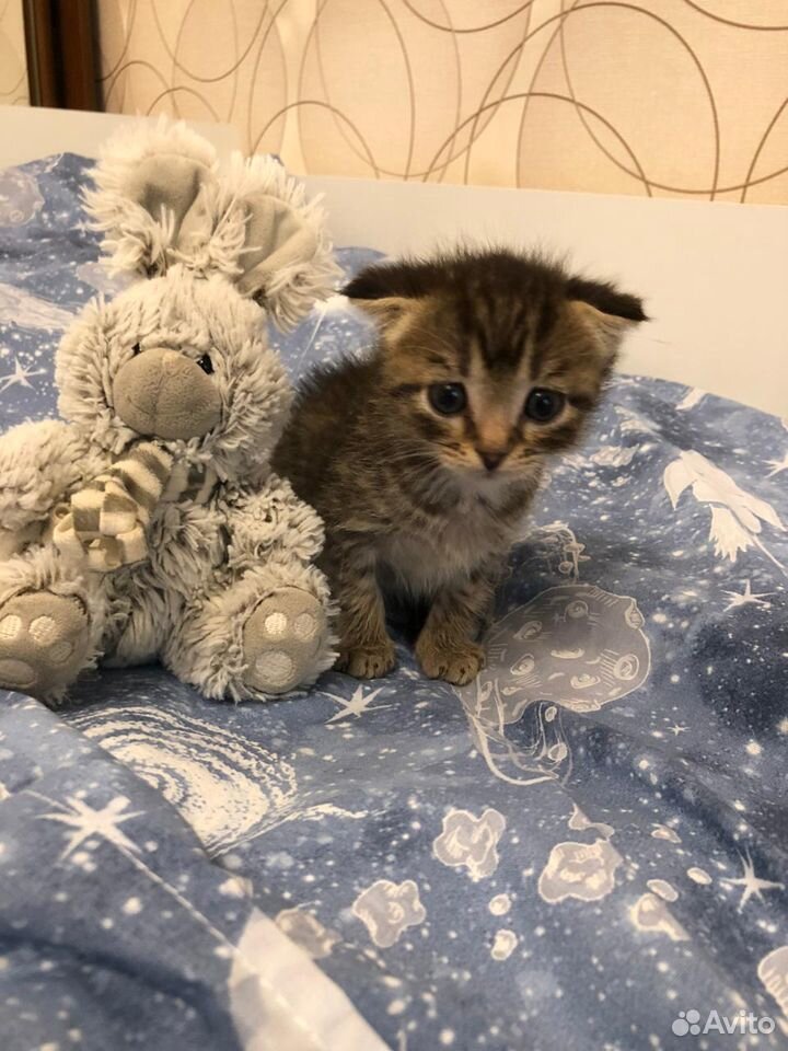 Котята шотландские вислоухие (митисы) тел. +7(977)