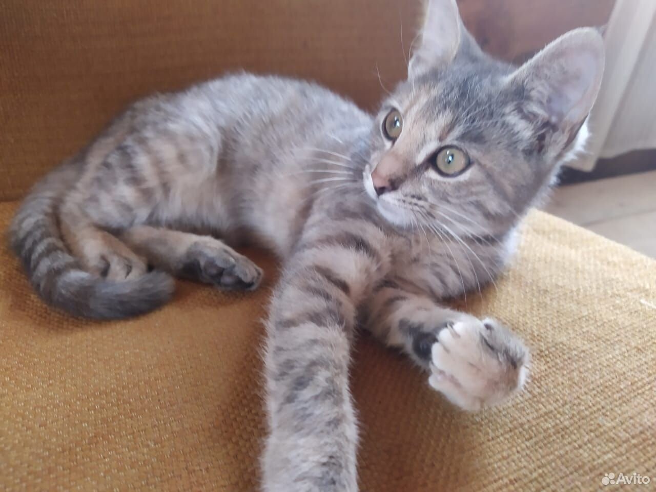 Котеночек,который погибнет на даче зимой