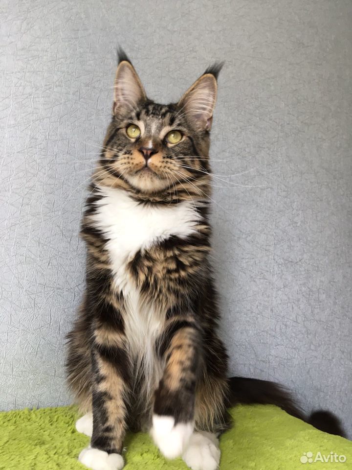 Красавец кот из питомника