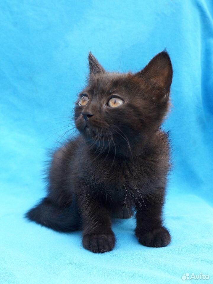 Кошечка Малышка Ночка