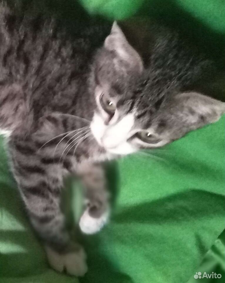 Котенок