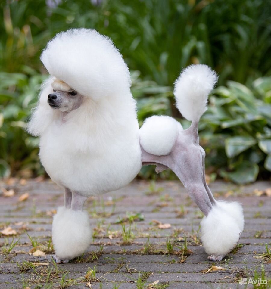 Юный Чемпион Апачи. вязка