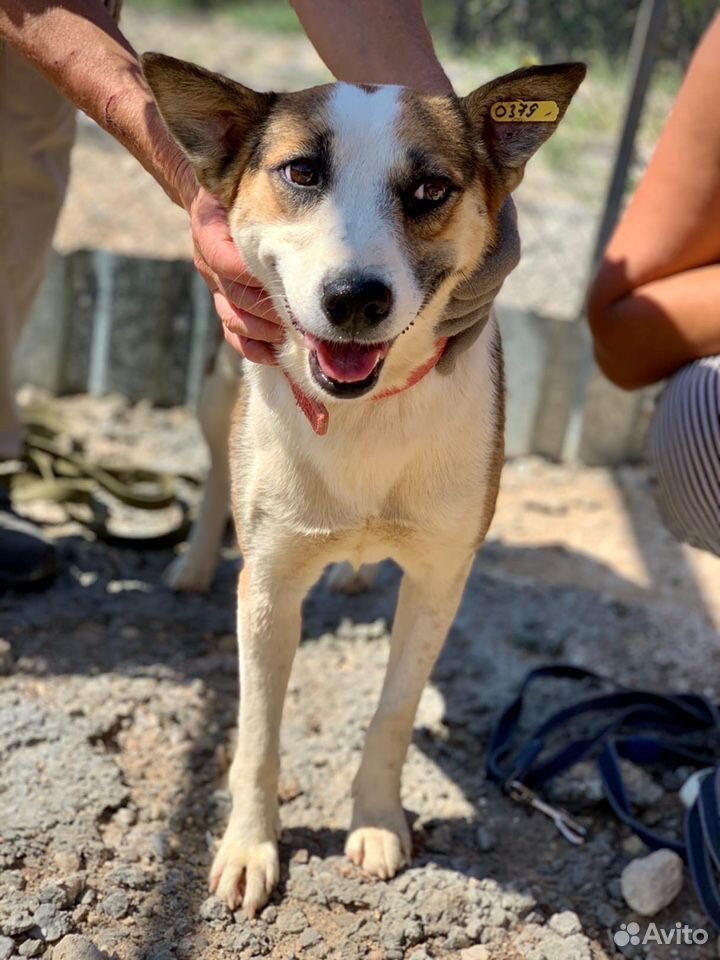 Квартирных размеров собачка Поночка в поисках семь
