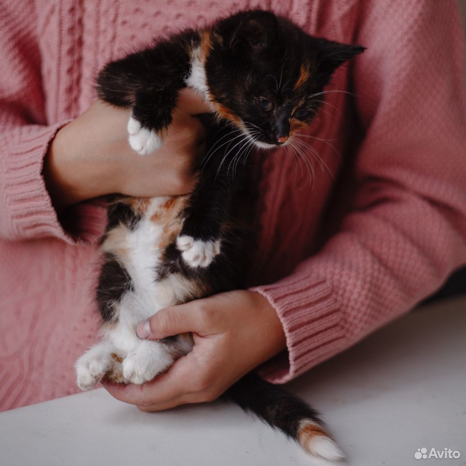 Трехцветный котенок