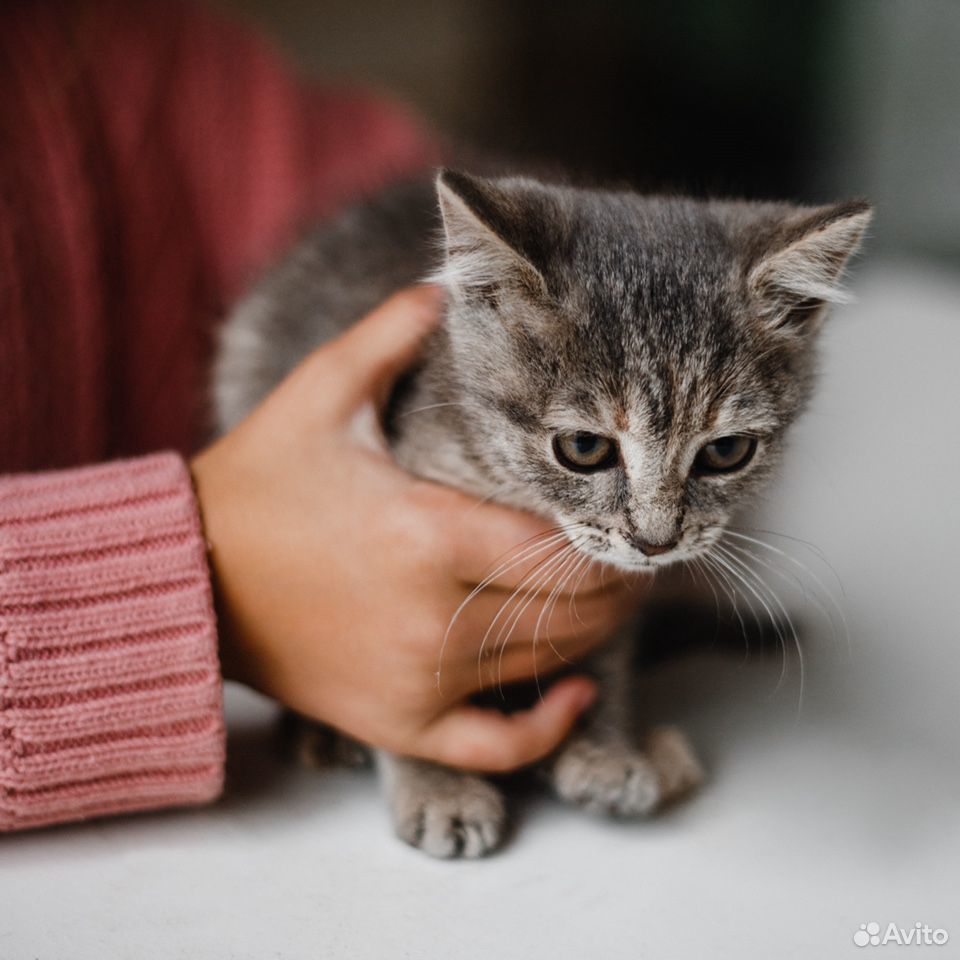 Котенок