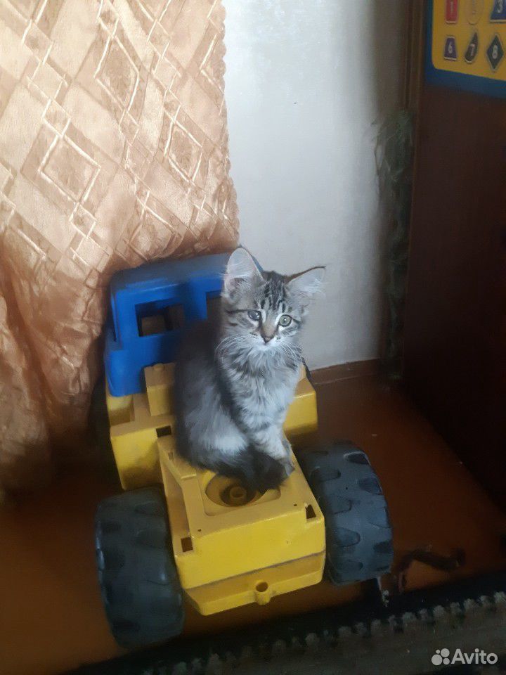 Котенька