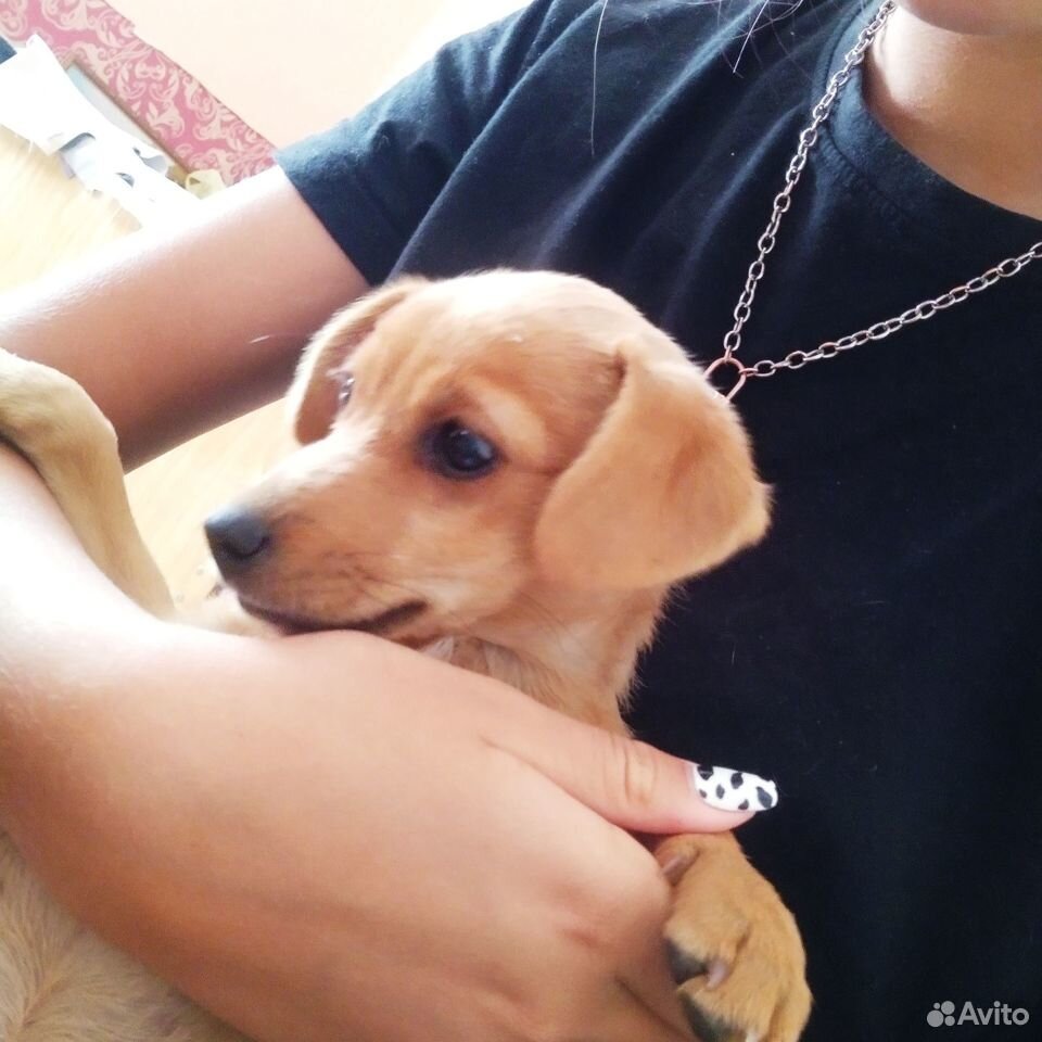 Отдадим в хорошие руки маленькую ручную собачку