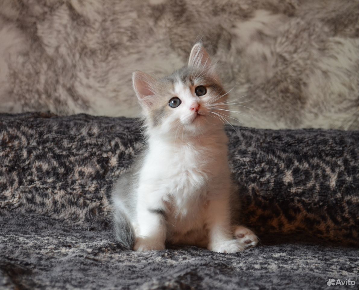 Двое пушистых котят