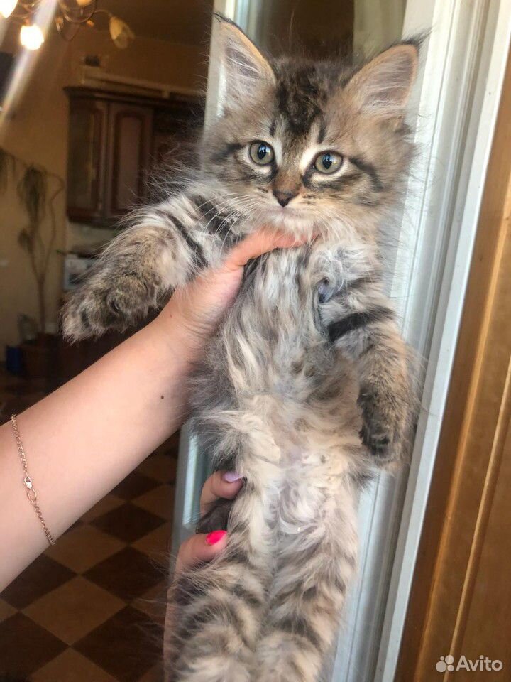 Котик сибирский