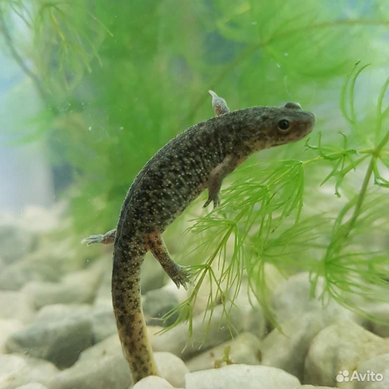 Тритон отдам