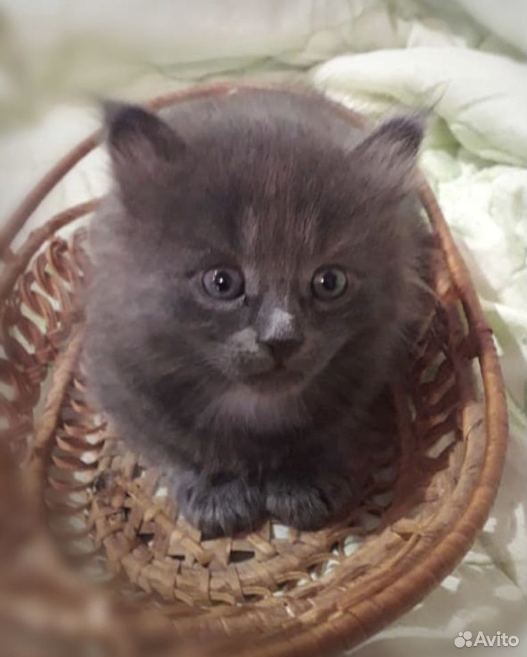 Дымчатая малышка котёнок 1 месяца в добрые руки