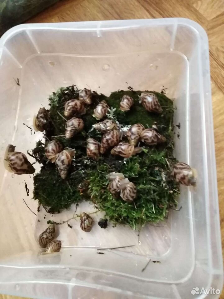 Улитка Ахатины Ретикулята стандарт)