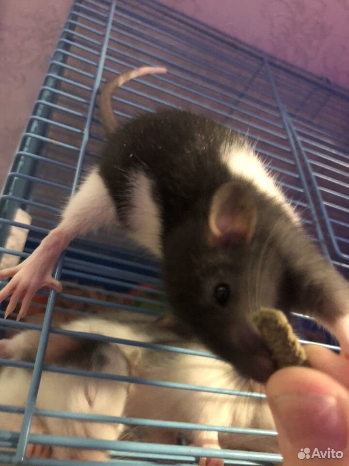 Крысы дамбо декларативная крыса