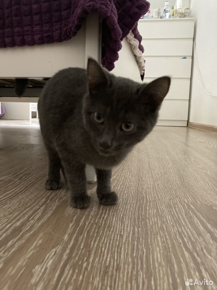 Русская голубая (похоже ) найден котёнок Отдадим в