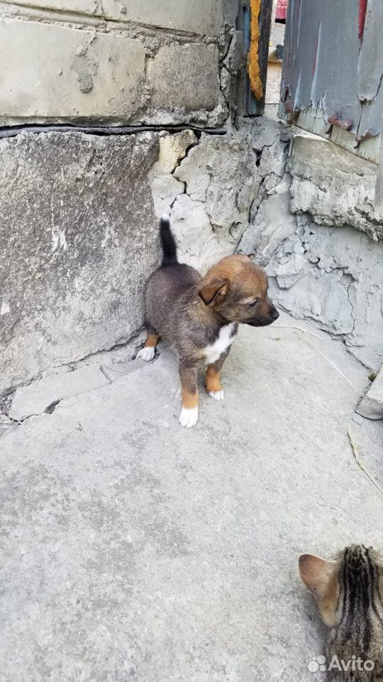 Собачки Чихуахуа