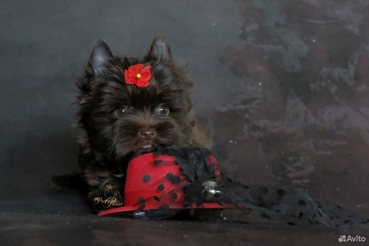 Мини-мини шоколадный йорк, девочка