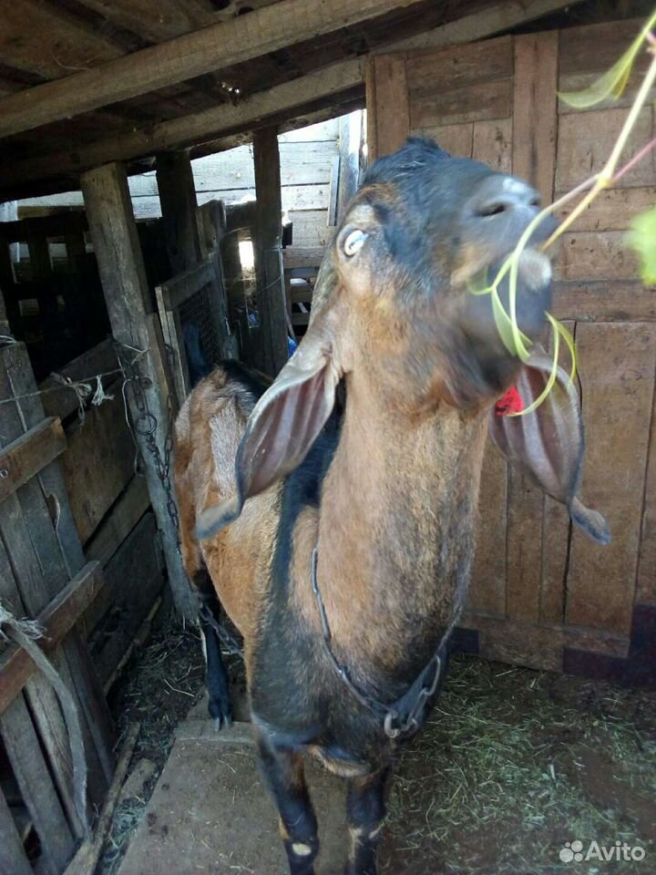 Козлик -англо-нубийский покрытие