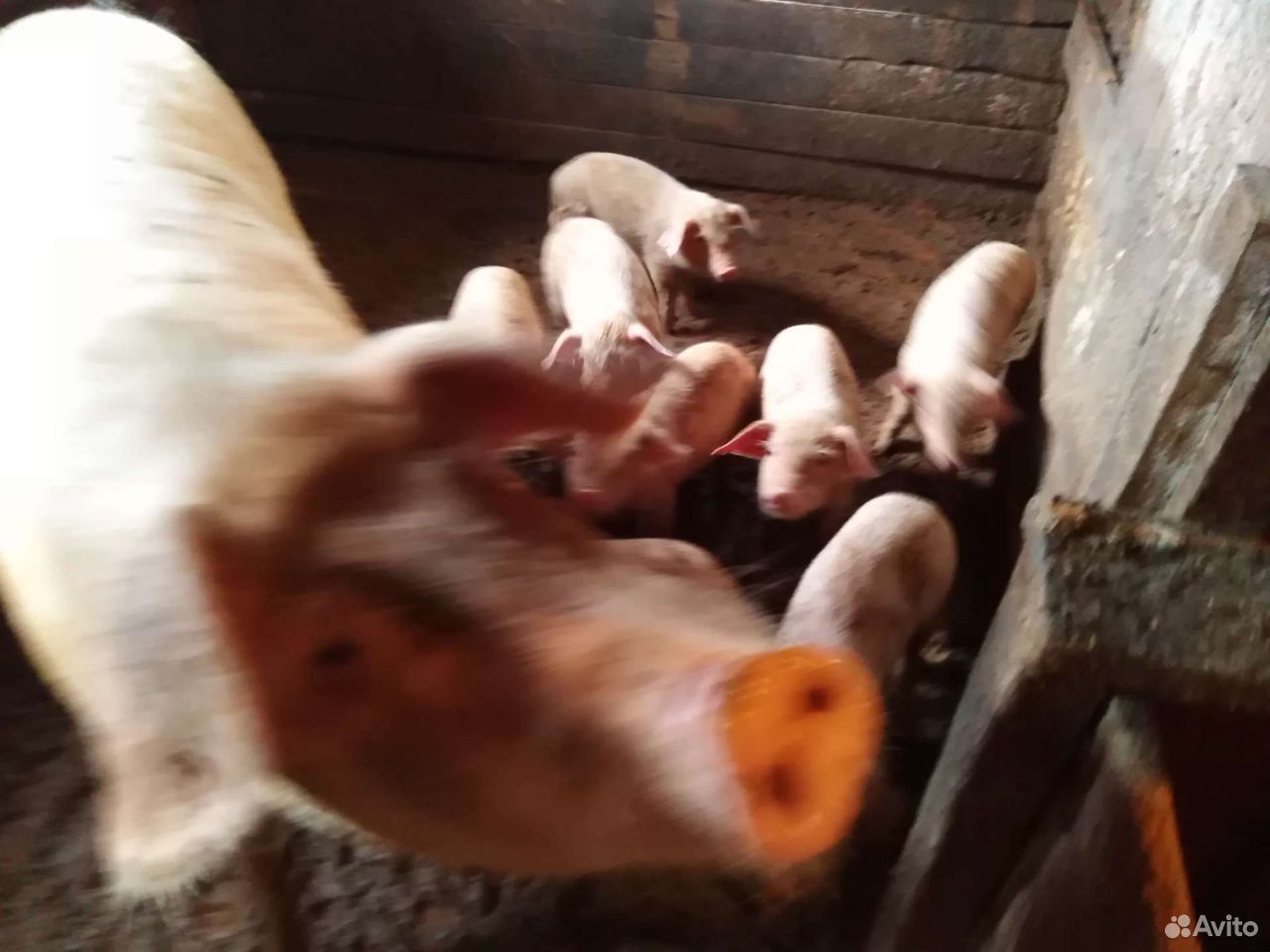 Поросенок ландрас