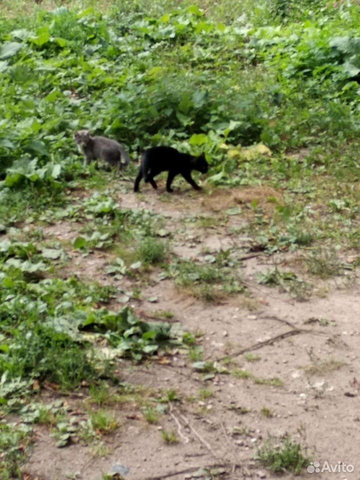 Помогите Котята ищут дом