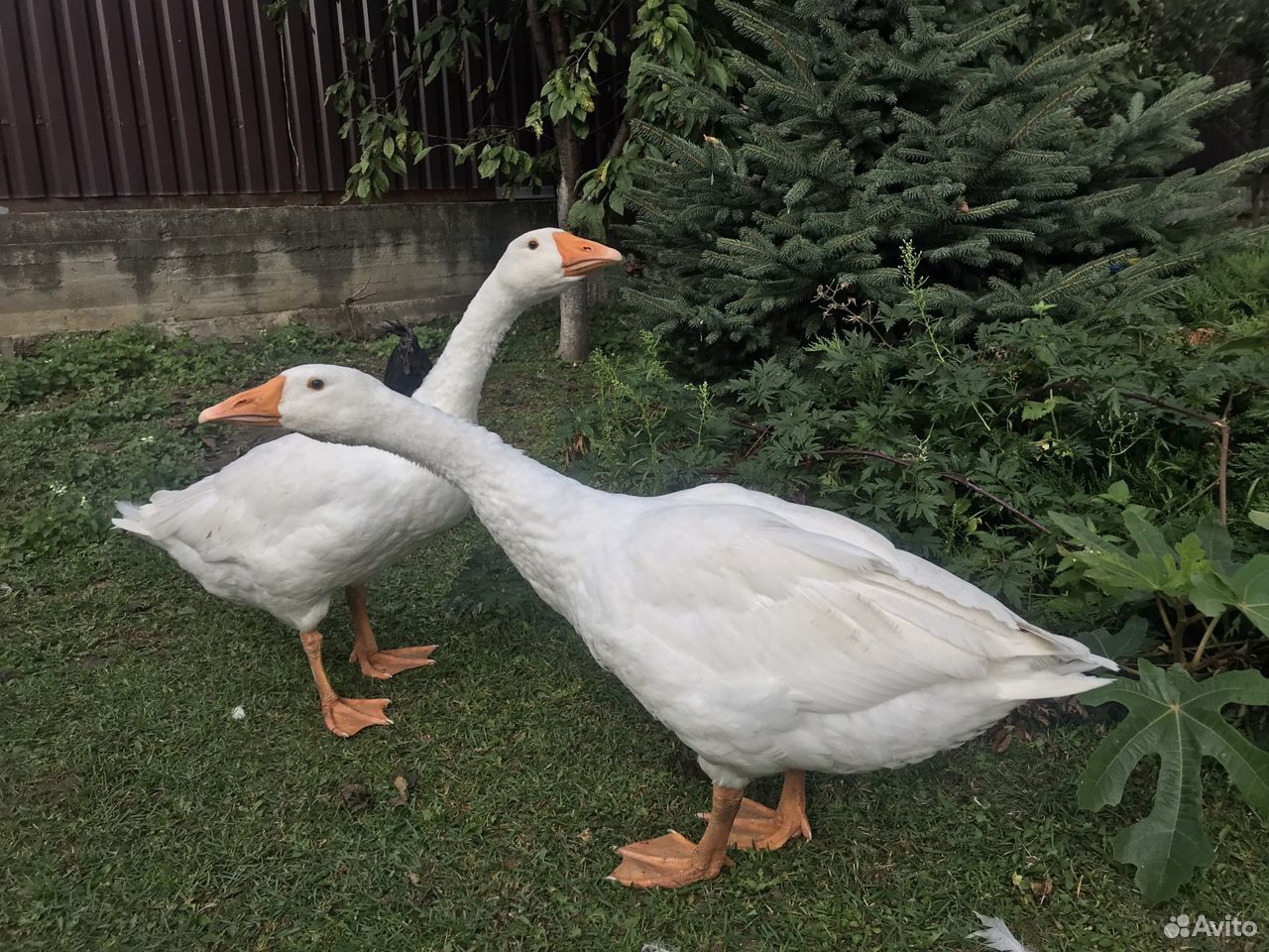 Гуси Датский Легарт