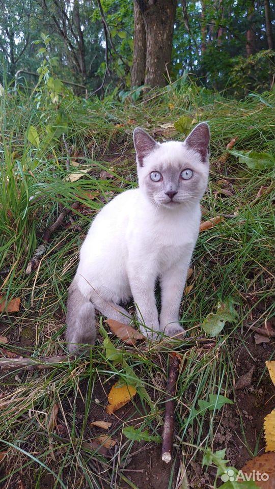 Котенок ангельской красоты в дар