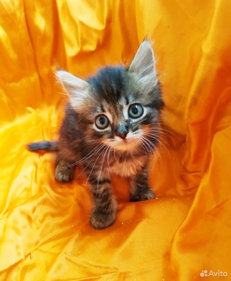 Котёнок Севочка в добрые руки