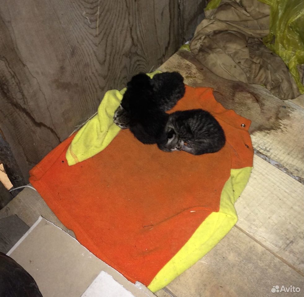 Котята остались без мамы читайте описание