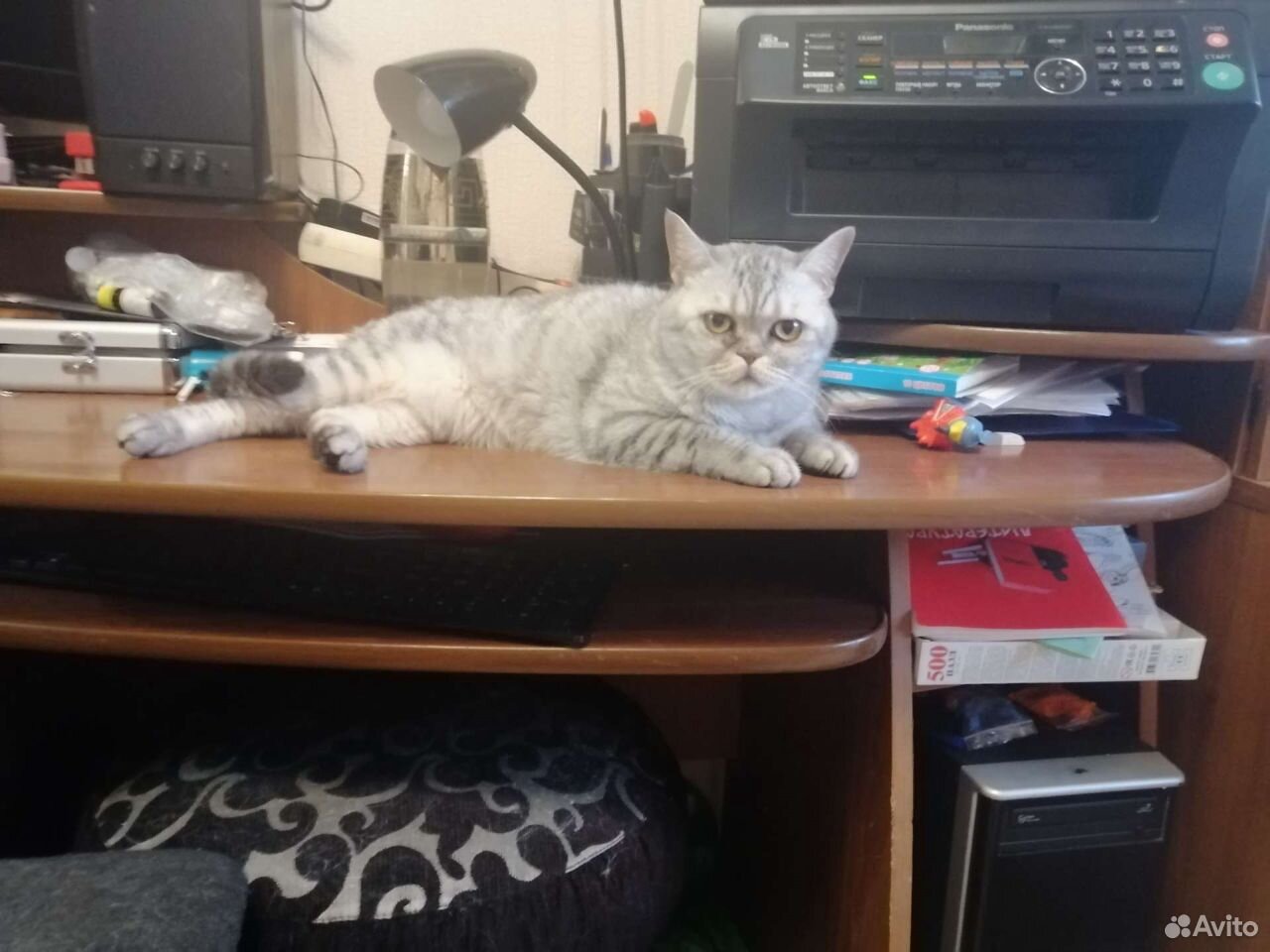 Кошка