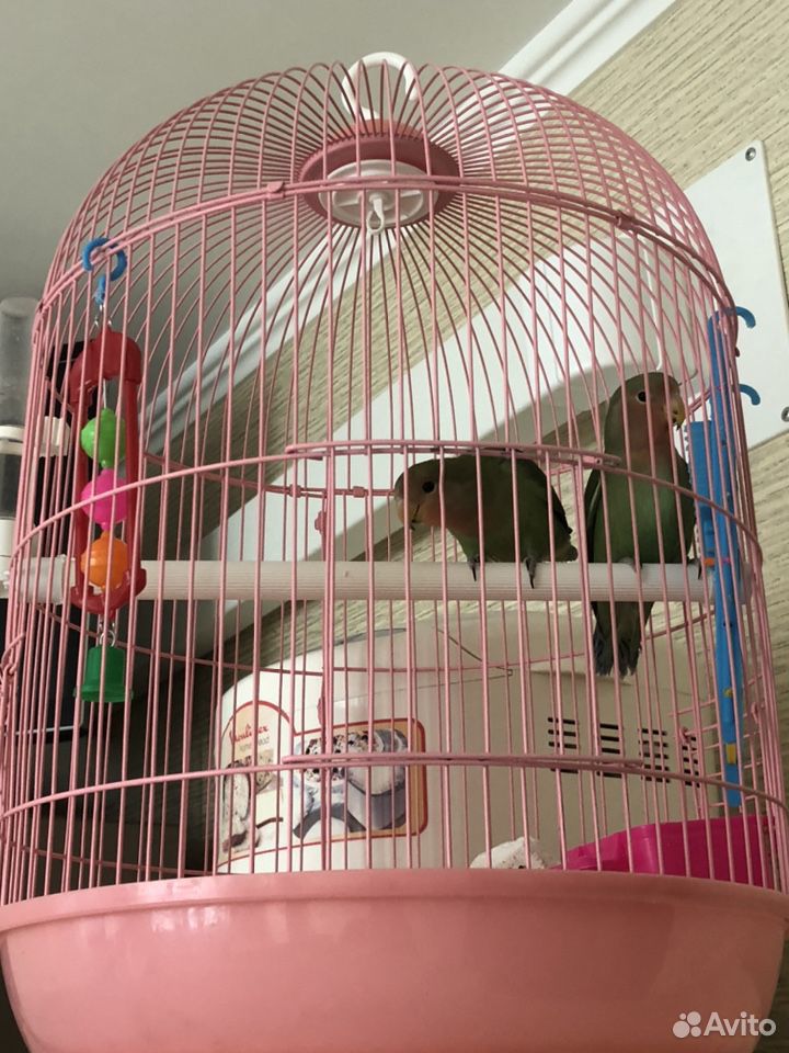 Продам попугаев неразлучников