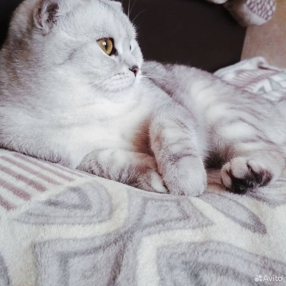 Кошка для вязки