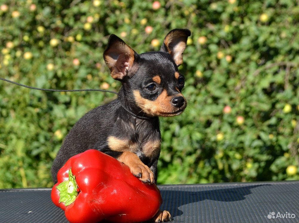 Гладкошерстная мини девочка