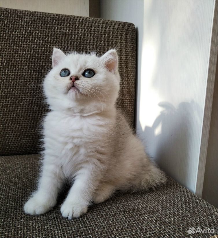 Шикарный котик серебро шиншилла