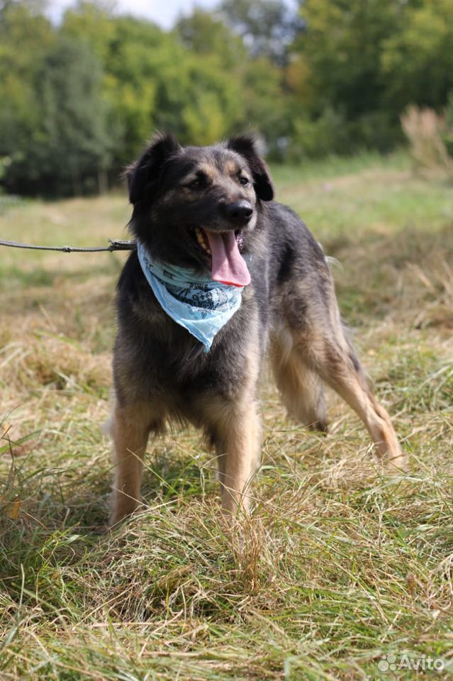 Собака из дома теперь плачет за решёткой