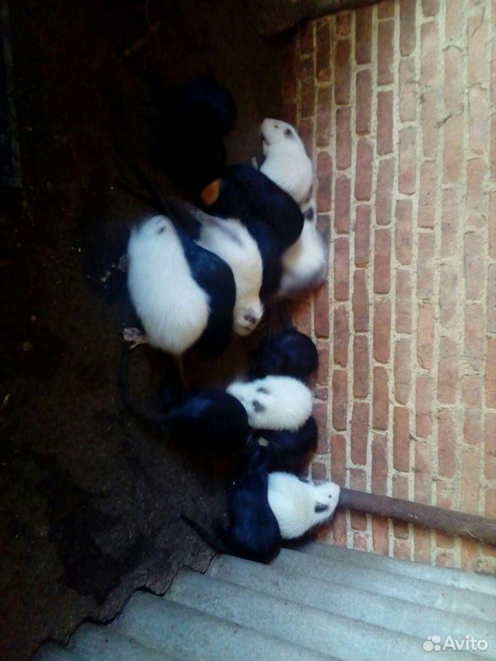 Продам нутрий на развод