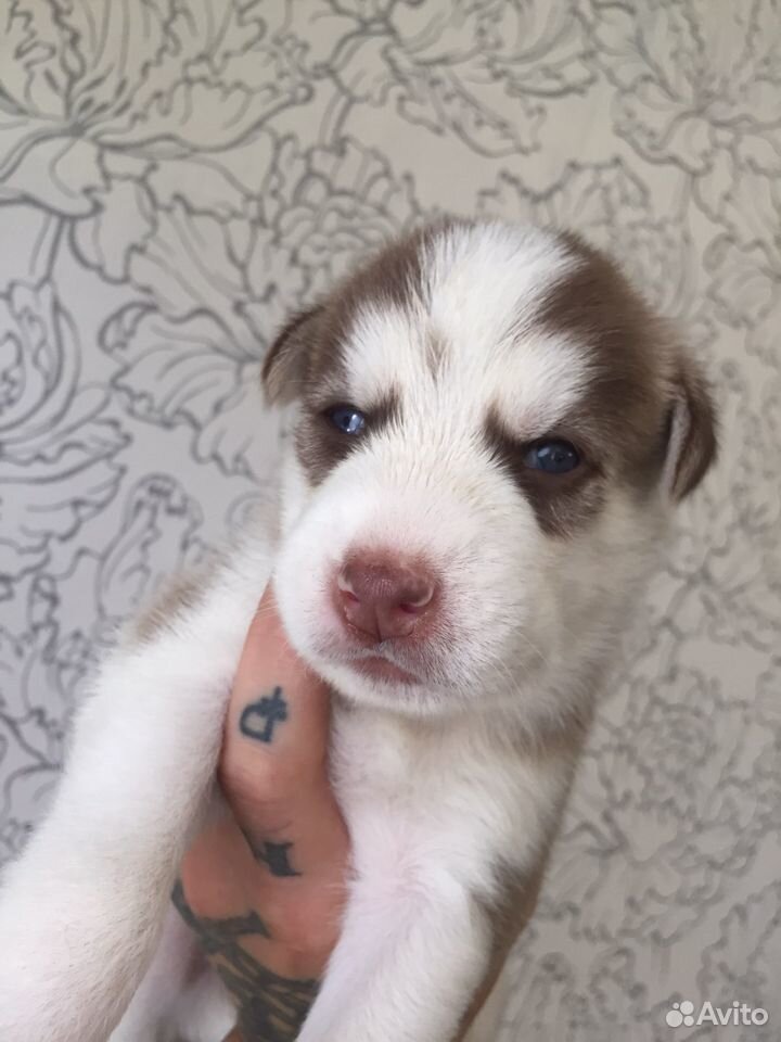 Сибирский хаски