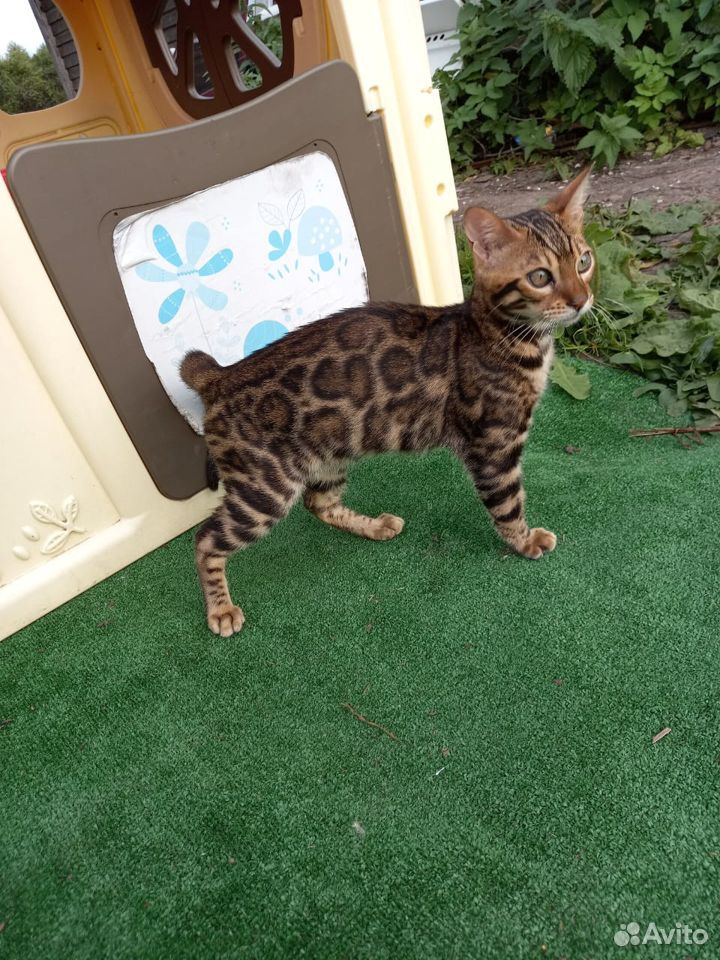 Малыши и постарше настоящие бенгальские