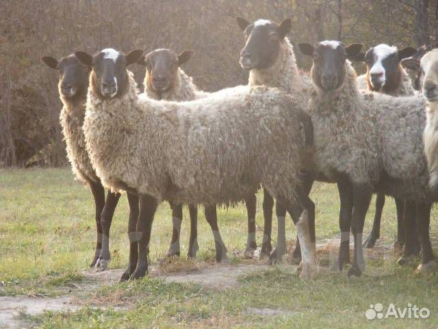 Овца курдючной породы