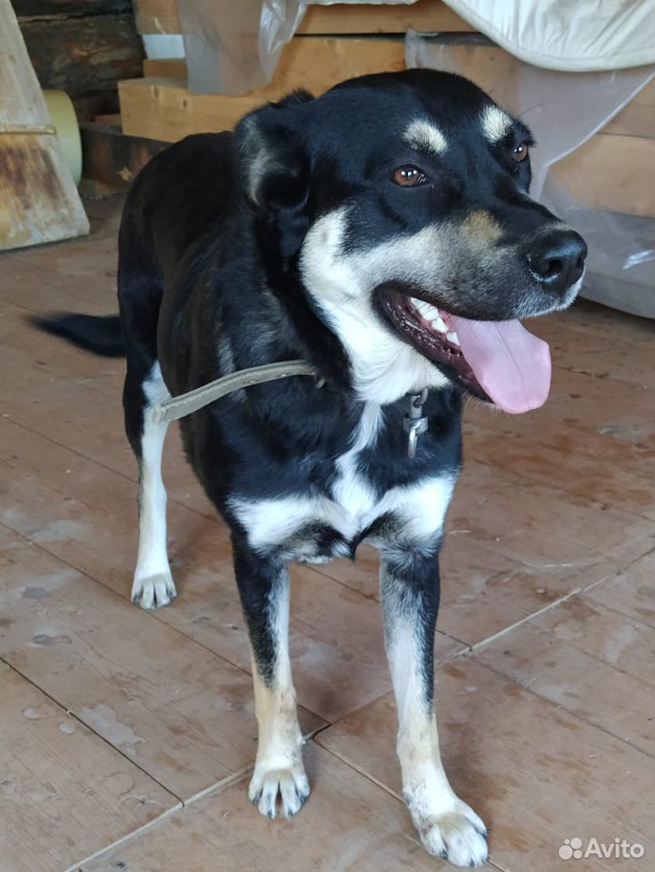 Молодая собака Ирма. 1 год. Стерилизована