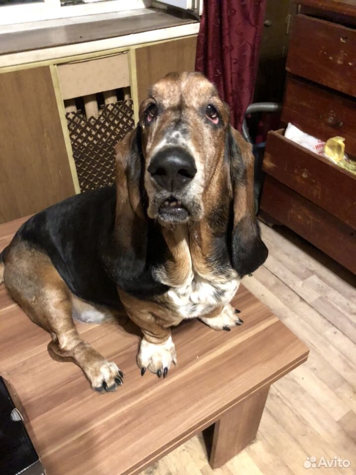 Бассет-Хаунд