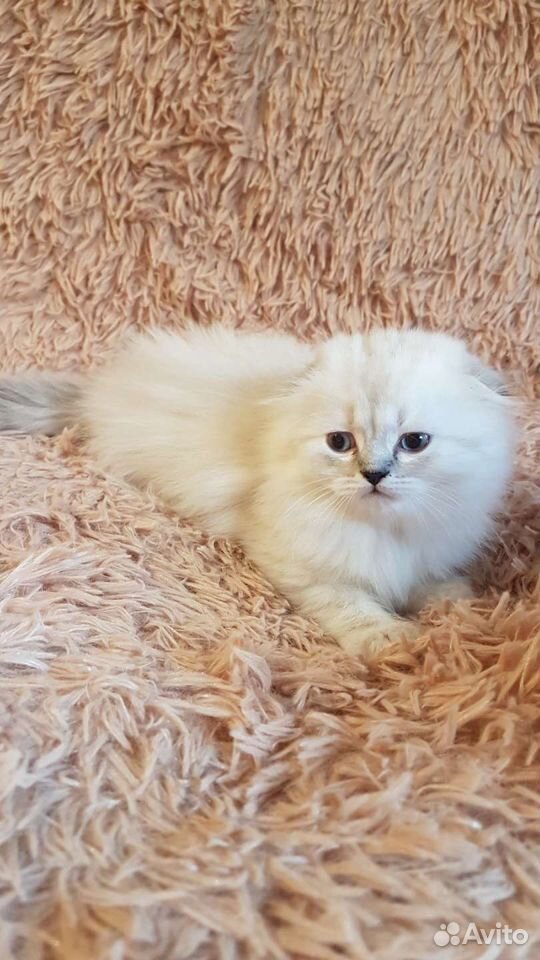 Длинношерстные колорики