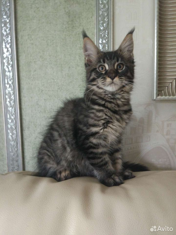 Гигантская тигруля