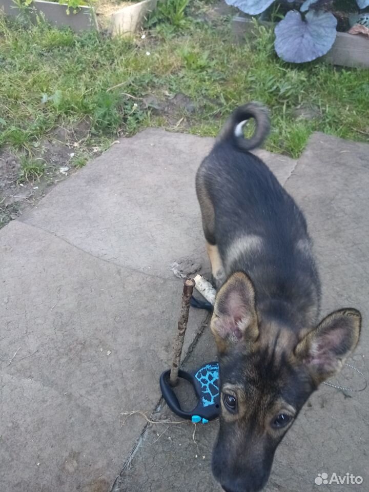 Отдам щенка в хорошие руки