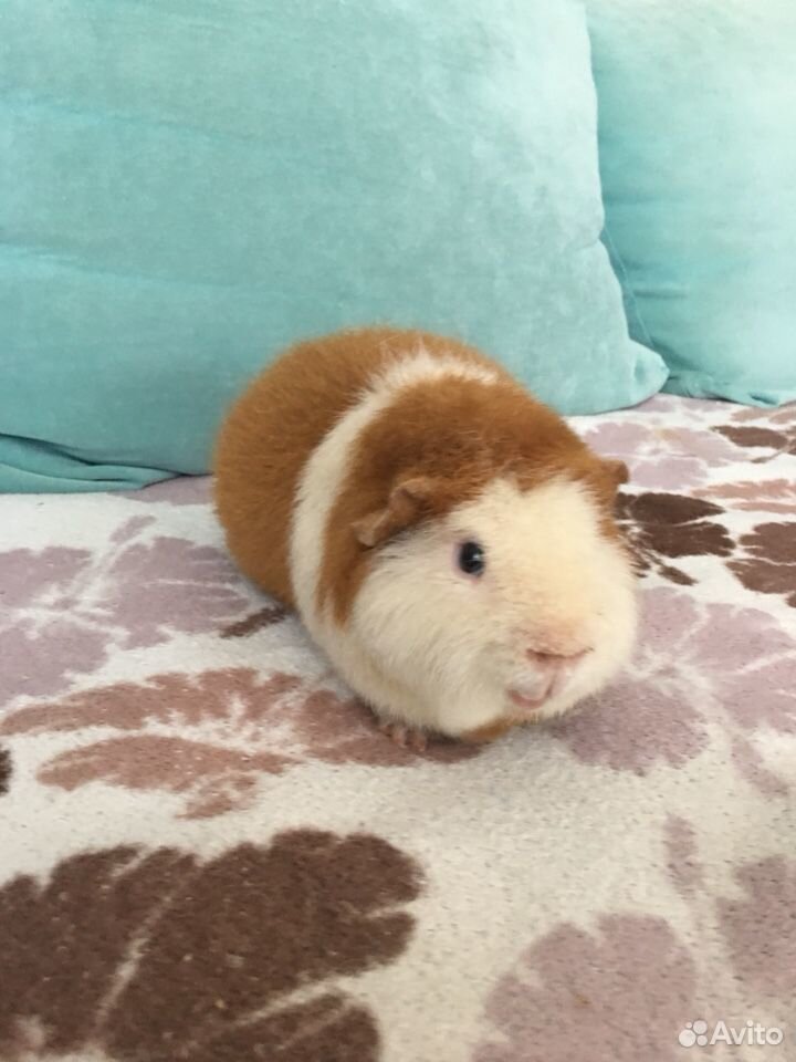 Морская свинка