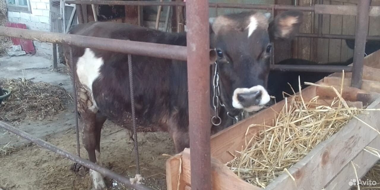 Бычки и телки домашние от 5 дней и выше