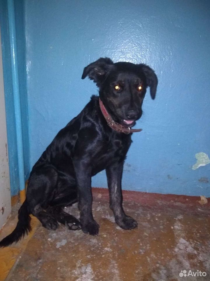 В добрые руки