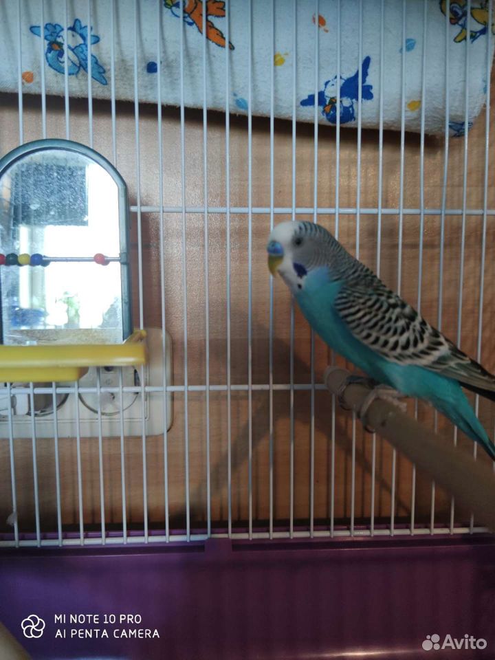 Попугай волнистый