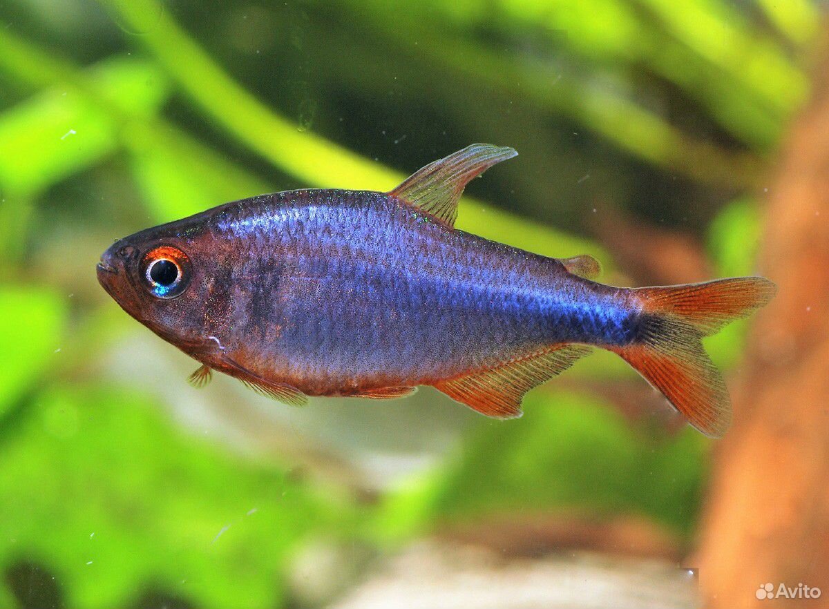 Hyphessobrycon wadai