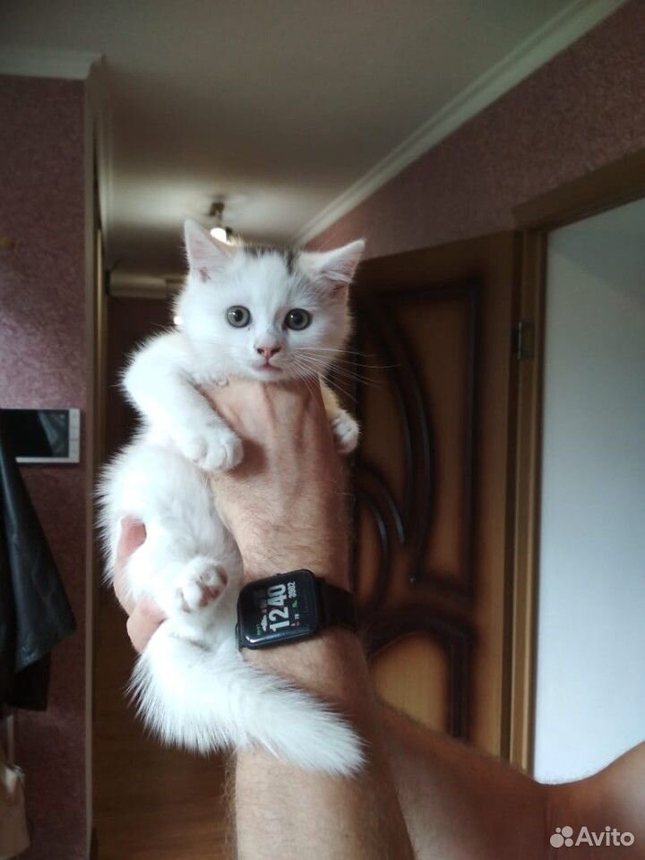Котенок в очень добрые руки