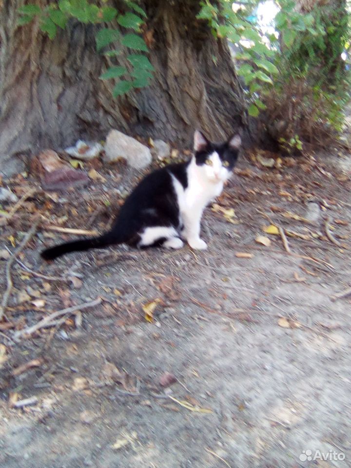 Отдам котёнка в добрые ручки